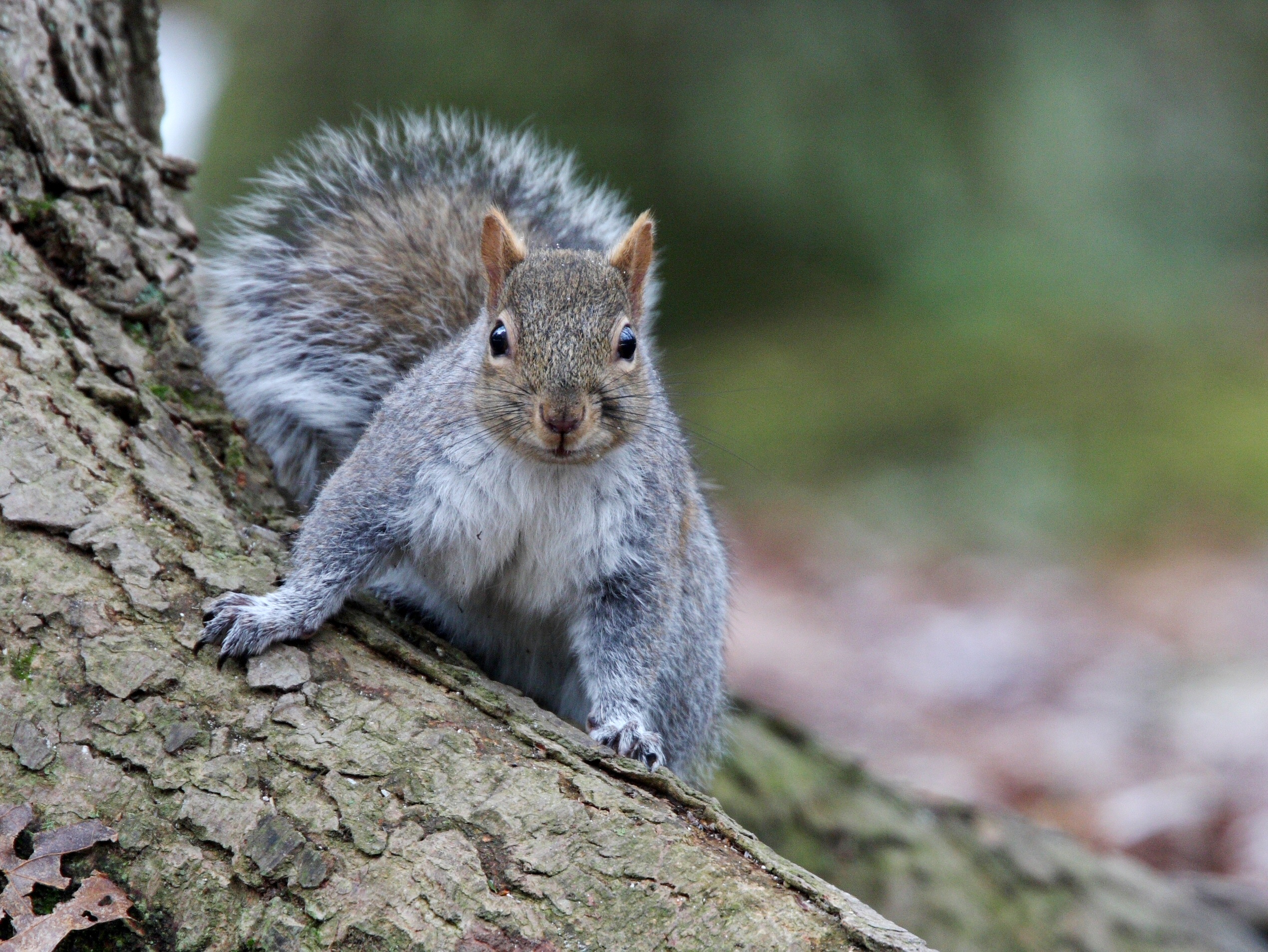 How To Deal With Problem Tree Squirrel In New York